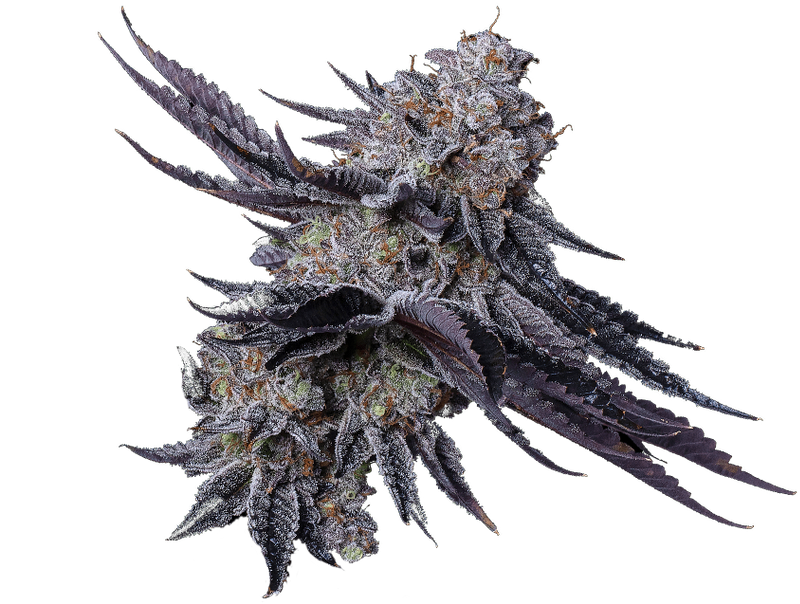 LOWD™ | Our Strains